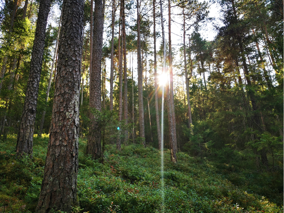 Kretsløpet som er avgjørende for klimaet - Glommen Mjøsen Skog Kretsløpet som er avgjørende for klimaet - Glommen Mjøsen Skog